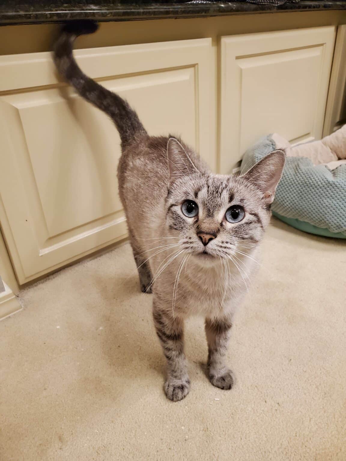 Home - Tulsa SPCA