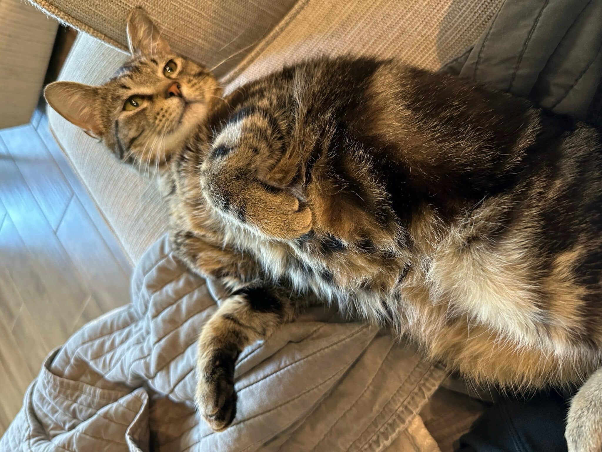 Home - Tulsa SPCA