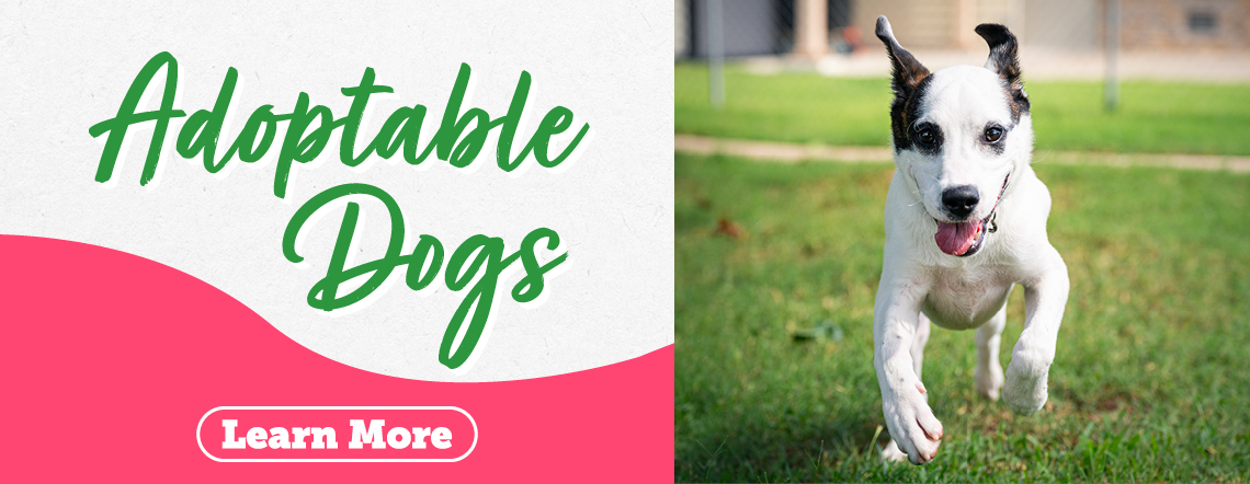 Home - Tulsa SPCA